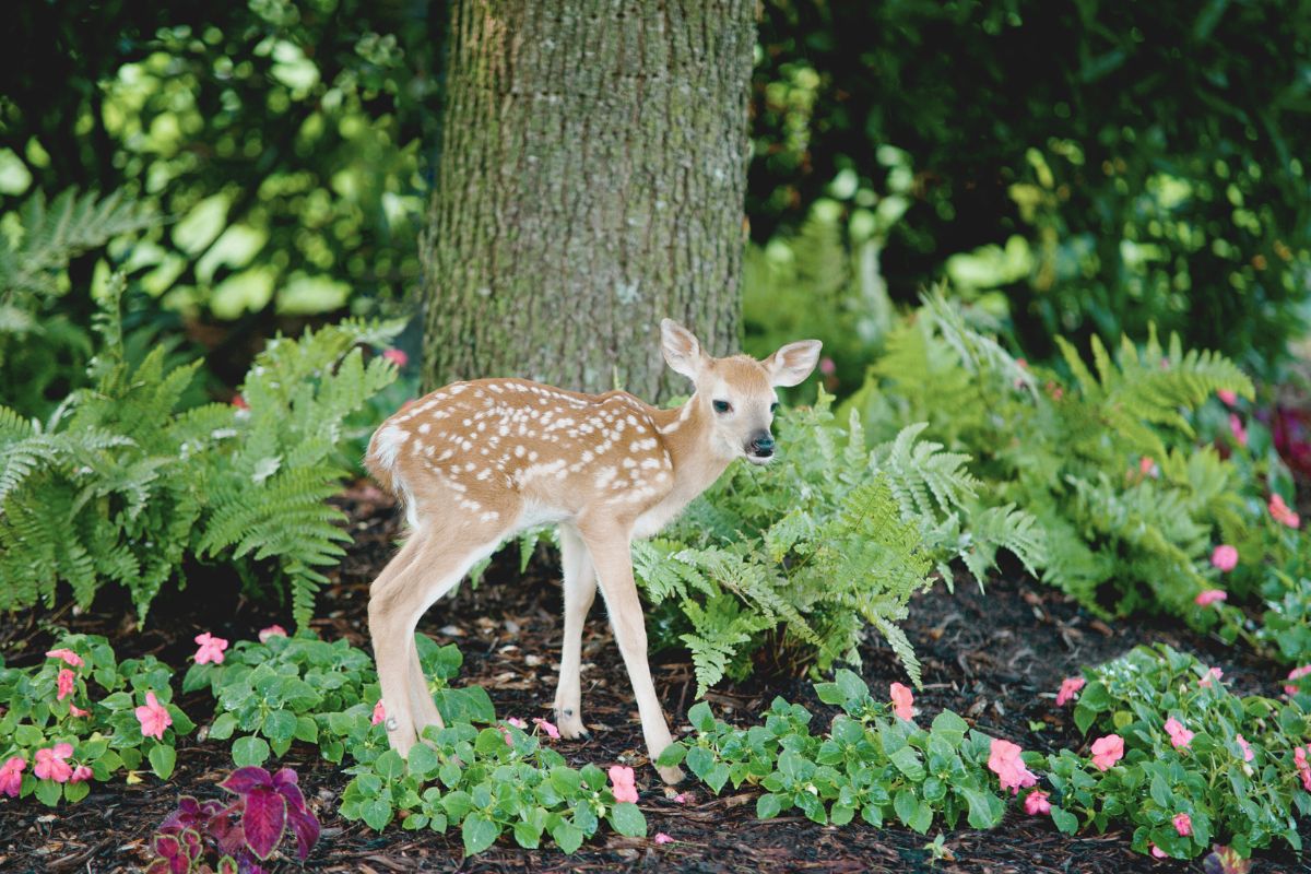 Plants Deer Won't Eat: Top Deer-Resistant Plants for Upscale Homes in ...